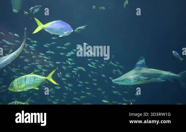 The white shark and a flock of small fish are swimming around the big ...