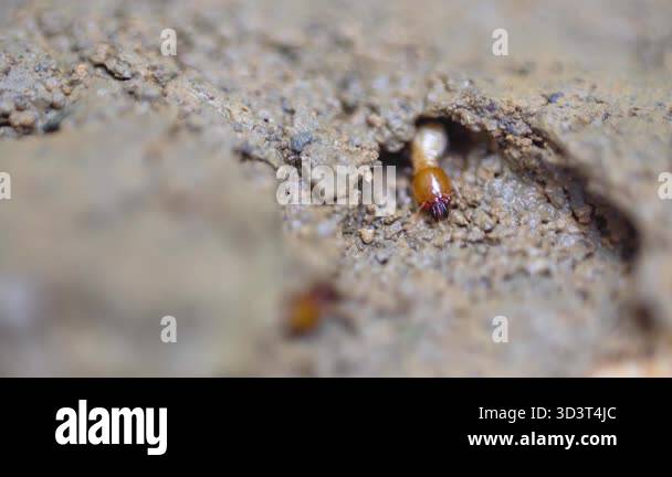 Termites communicating and working together Stock Video Footage - Alamy