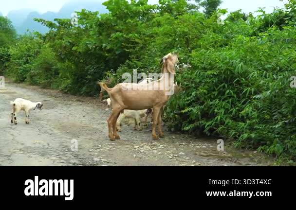 Roadside eating Stock Videos & Footage - HD and 4K Video Clips - Alamy