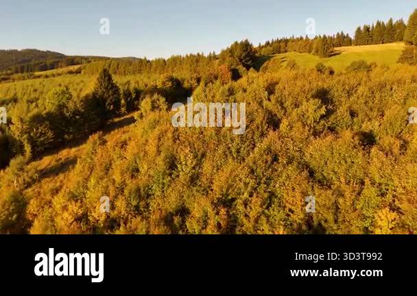 Aerial view of yellow aspen and green pine forests in early autumn in ...