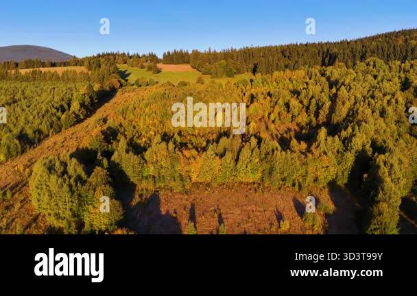 Aerial view of yellow aspen and green pine forests in early autumn in ...