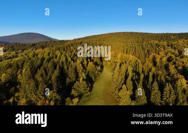 An aerial view of an evergreen pine forest in autumn in Redwood ...