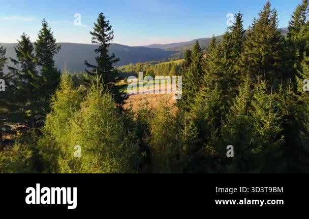 An aerial view of an evergreen pine forest in autumn in Redwood ...