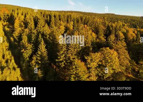An aerial view of an evergreen pine forest in autumn in Redwood ...