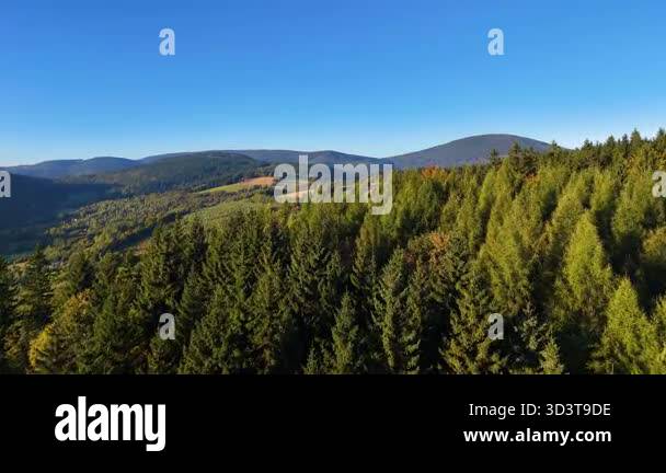 An aerial view of an evergreen pine forest in autumn in Redwood ...