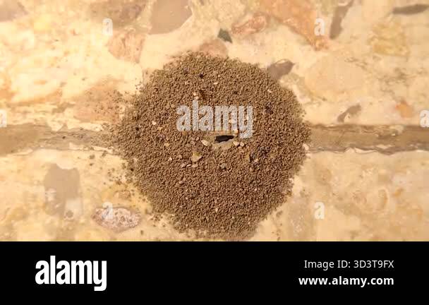 Ant nest built on a hard tile surface with fine stones pushed out by ...