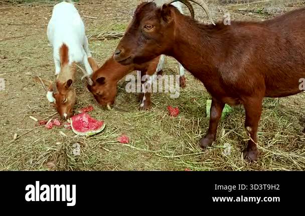 Cheerful goats eating fresh watermelon in an open farm pen. Funny and ...