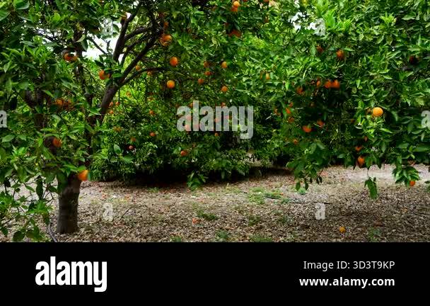 Lush orange grove with trees full of ripe citrus fruits. Perfect for ...