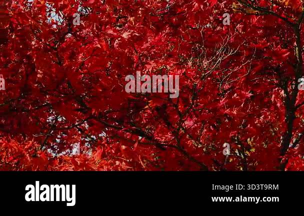 Bright red maple leaves in autumn sunlight creating a beautiful natural ...