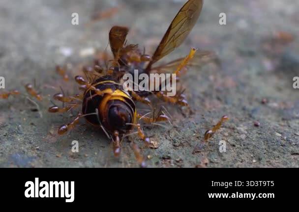 Yellow ants carrying a wasp as food Stock Video Footage - Alamy