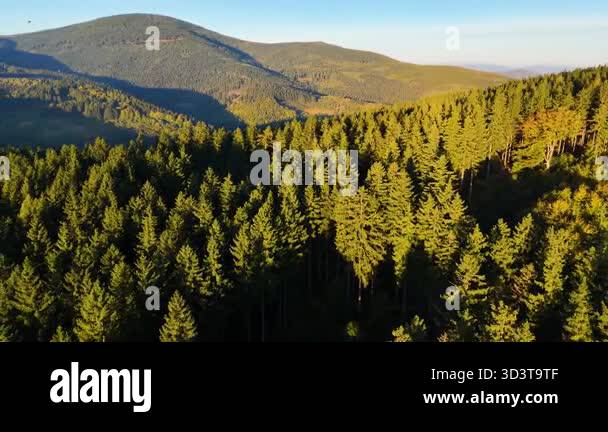 A drone flies over a pine forest in the mountains of Redwood National ...