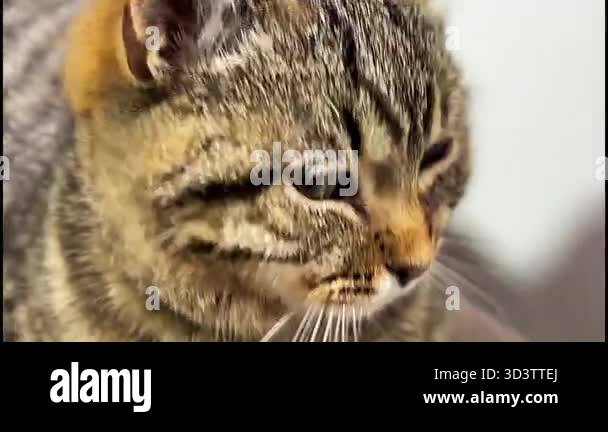 Homeless cat at the shelter waiting for adoption. Homeless animal ...