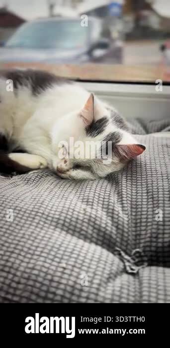 Homeless cat at the shelter waiting for adoption. Homeless animal ...