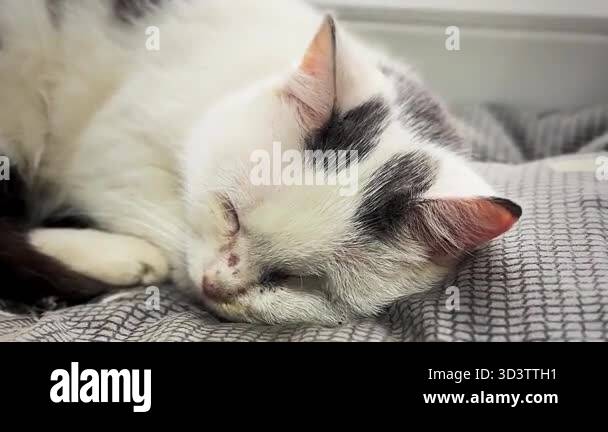 Homeless cat at the shelter waiting for adoption. Homeless animal ...