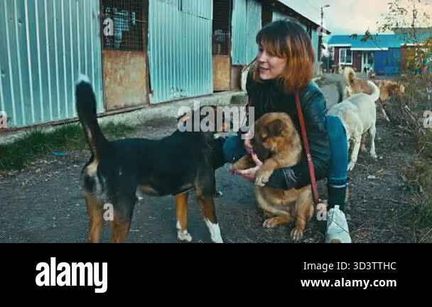 Dogs with a female volunteer at an animal shelter. A dog at the shelter ...