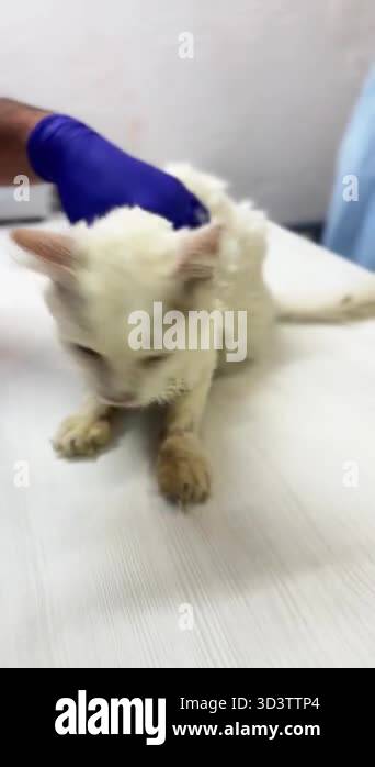 Homeless cat at the shelter waiting for adoption. Homeless animal ...