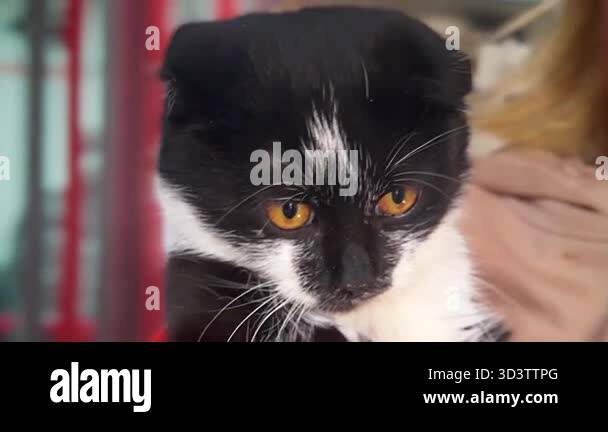 Homeless cat at the shelter waiting for adoption. Homeless animal ...