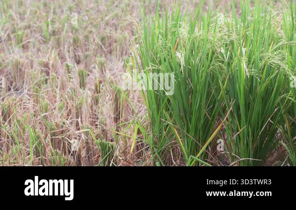 New Green Rice Growing Among Harvested Stubble in Paddy Field Stock ...
