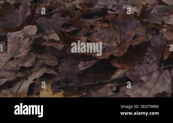 Close up shot of slug in the fallen oak tree leaves in autumn. High ...