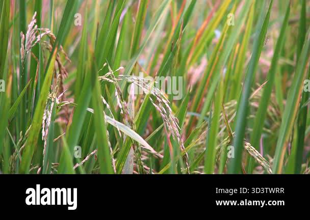 Close up ripening rice plants Stock Videos & Footage - HD and 4K Video ...