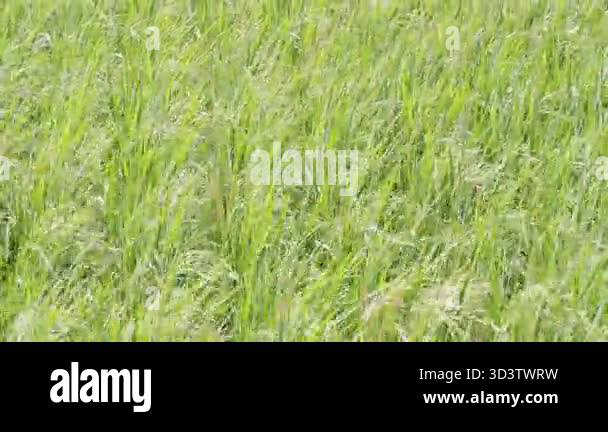 Fresh Green Rice Field Texture with Young Paddy Plants in Daylight ...