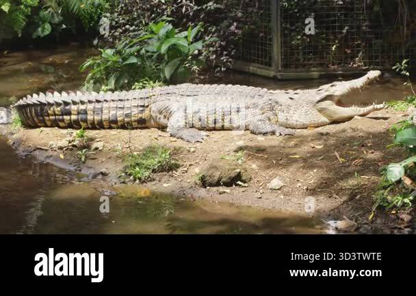 Crocodile Sunbathing by the Pond Stock Video Footage - Alamy