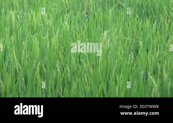 Texture of Green Rice Field Blowing in the Wind Stock Video Footage - Alamy