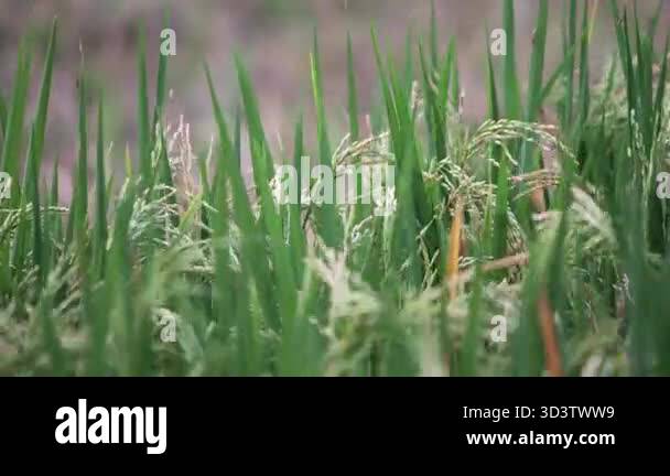 Grain panicle rice leaf Stock Videos & Footage - HD and 4K Video Clips ...