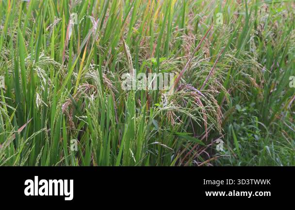 Close Up Rice Plants Blowing in the Wind Before Harvest Stock Video ...