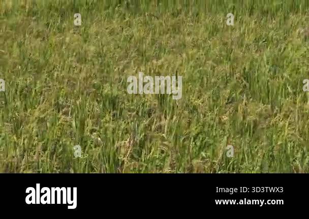 Close Up of Green Rice Plants in Paddy Field During Growing Season ...
