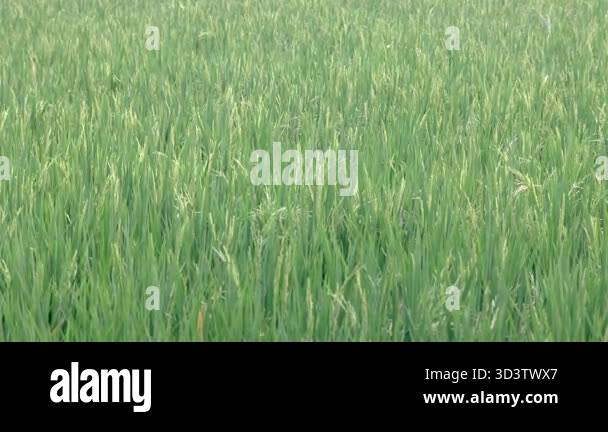 Rice Field Texture Blowing in the Wind Stock Video Footage - Alamy
