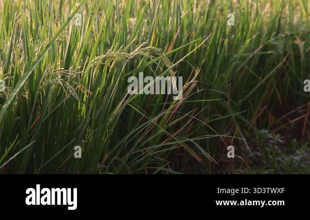 Green Rice Plants Swaying in the Wind in a Paddy Field Stock Video ...