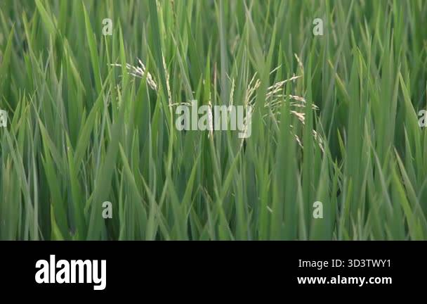 Green Rice Plants Swaying in the Wind in the Paddy Fields Stock Video ...