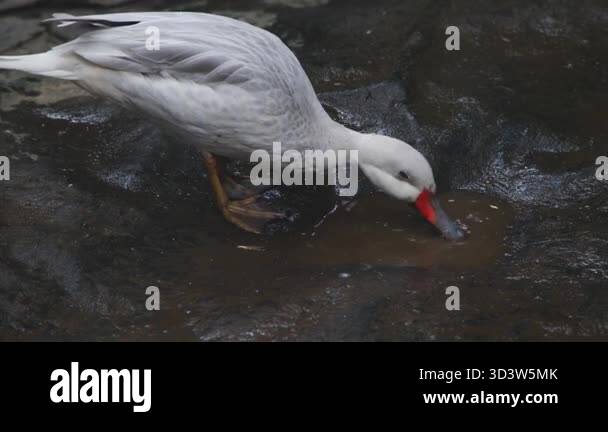 Silver Pintail Duck Drinking Water Stock Video Footage - Alamy