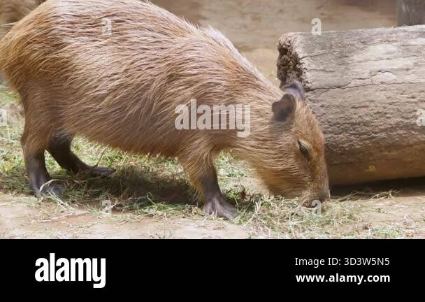 Capybara Eating Grass Beside a Log in Natural Habitat Stock Video ...
