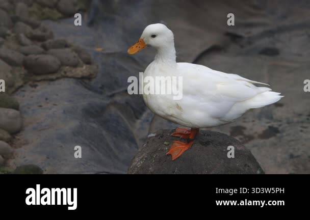Exotic duck standing on Stock Videos & Footage - HD and 4K Video Clips ...