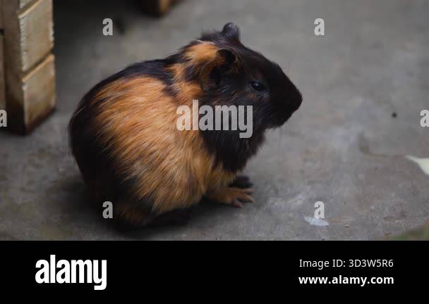 Cute Guinea Pig with Brown and Black Fur Sitting on the Floor Stock ...
