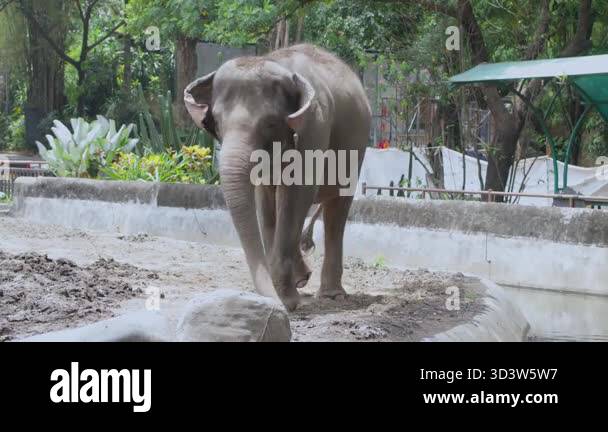 Sumatran Elephant Walking Near the Moat at Zoo Enclosure Stock Video ...