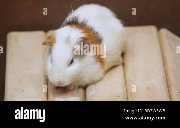 Cute White and Brown Guinea Pig Resting on Wooden Surface Stock Video ...