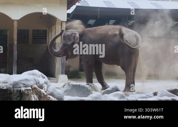 Sumatran Elephant Throwing Dust on Its Back for Skin Care at Zoo Stock ...