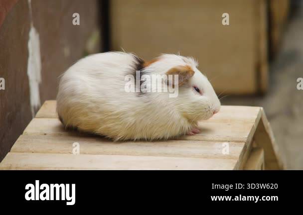 White and Brown Guinea Pig Resting on Wooden Surface Stock Video ...