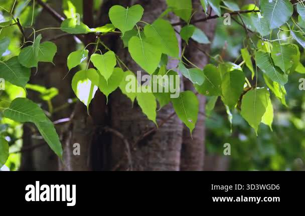Branch green bodhi tree Stock Videos & Footage - HD and 4K Video Clips ...