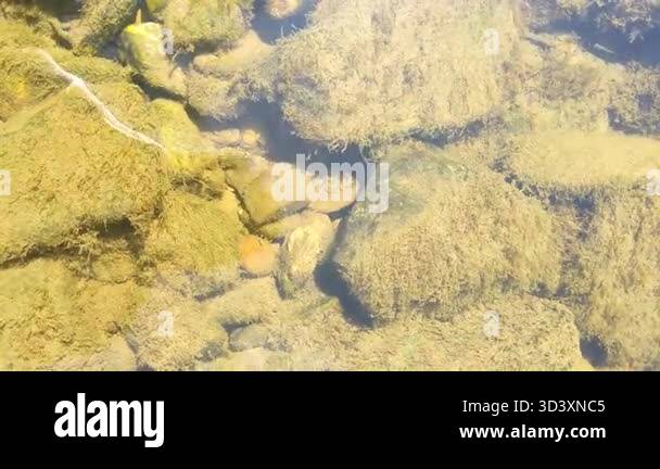 water surface with small stones Stock Video Footage - Alamy