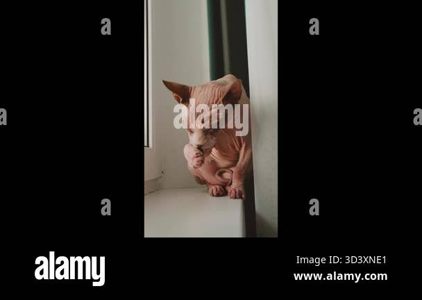 Sphynx cat grooming itself on a windowsill. A hairless sphinx cat sits ...