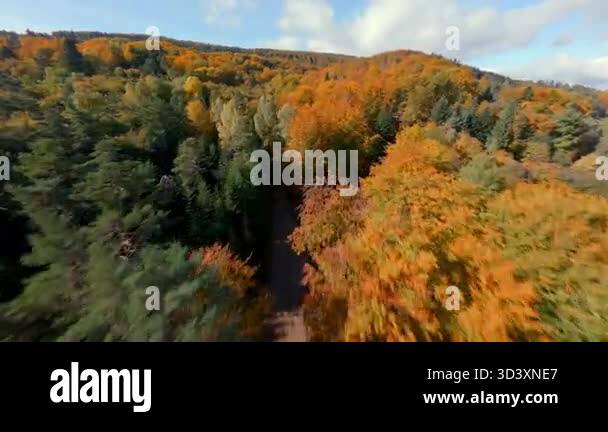 FPV drone flight over colorful autumn forest with green pine trees and ...