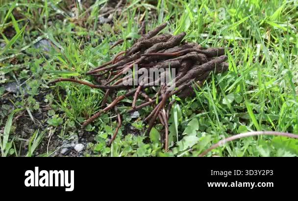 Roots of plant Stock Videos & Footage - HD and 4K Video Clips - Alamy