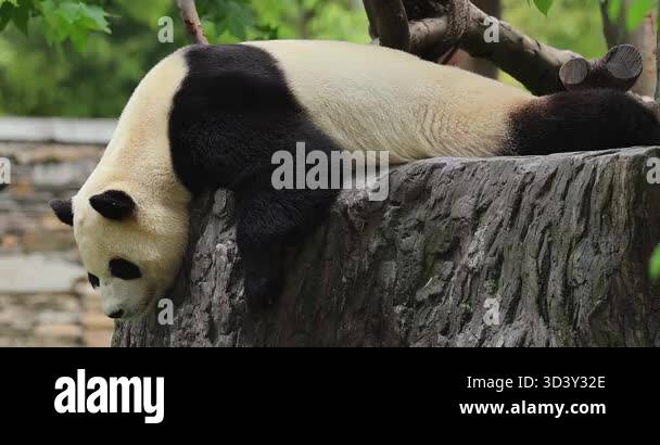 A giant panda is resting with its black and white body hanging over a ...