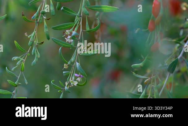 Bright red, oblong berries hang from green, leafy branches Stock Video ...
