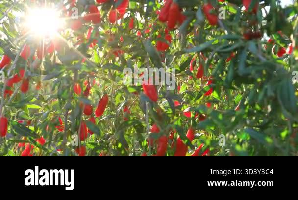 Bright red, oblong berries hang from green, leafy branches Stock Video ...