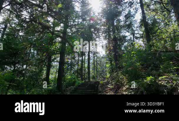 Forest path steps leading Stock Videos & Footage - HD and 4K Video ...